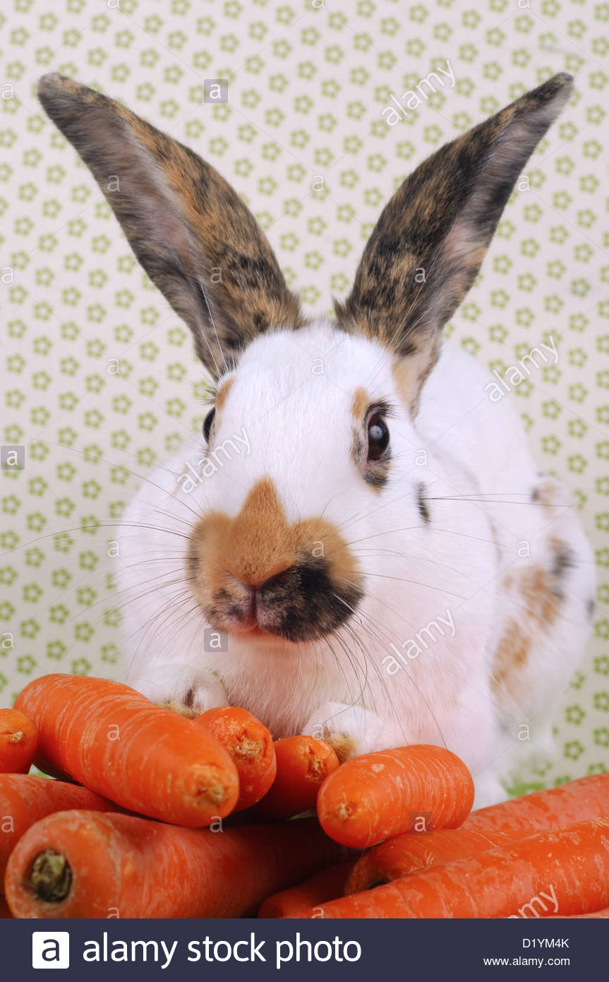 English Spot Rabbit Stock Photos & English Spot Rabbit Stock Images - Alamy