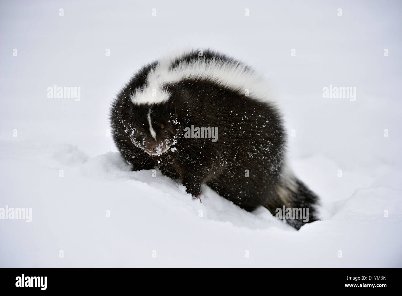 Striped skunks images hi-res stock photography and images - Alamy