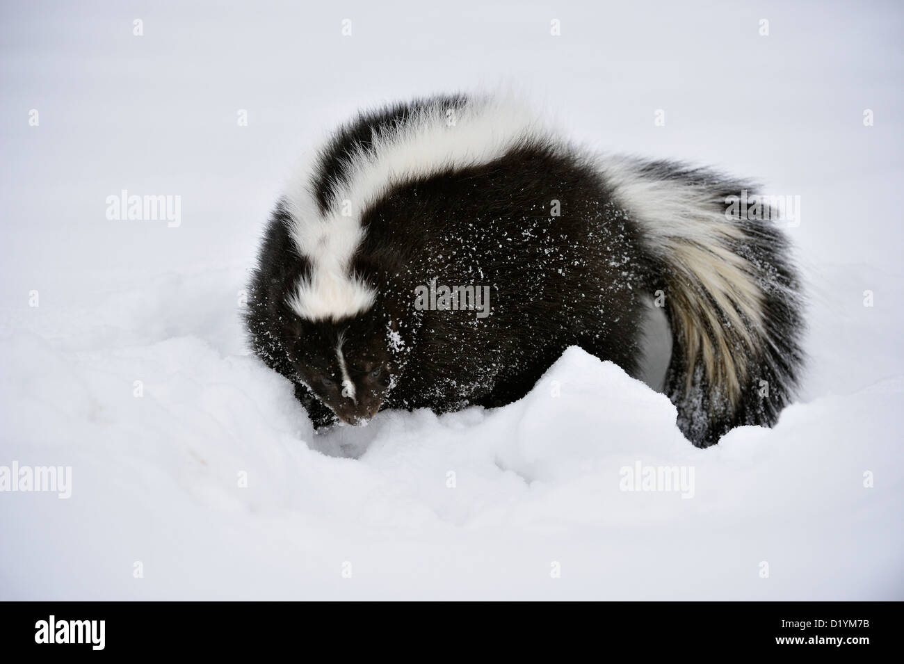 Striped skunk (Mephitis mephitis) Winter habitat, captive raised ...