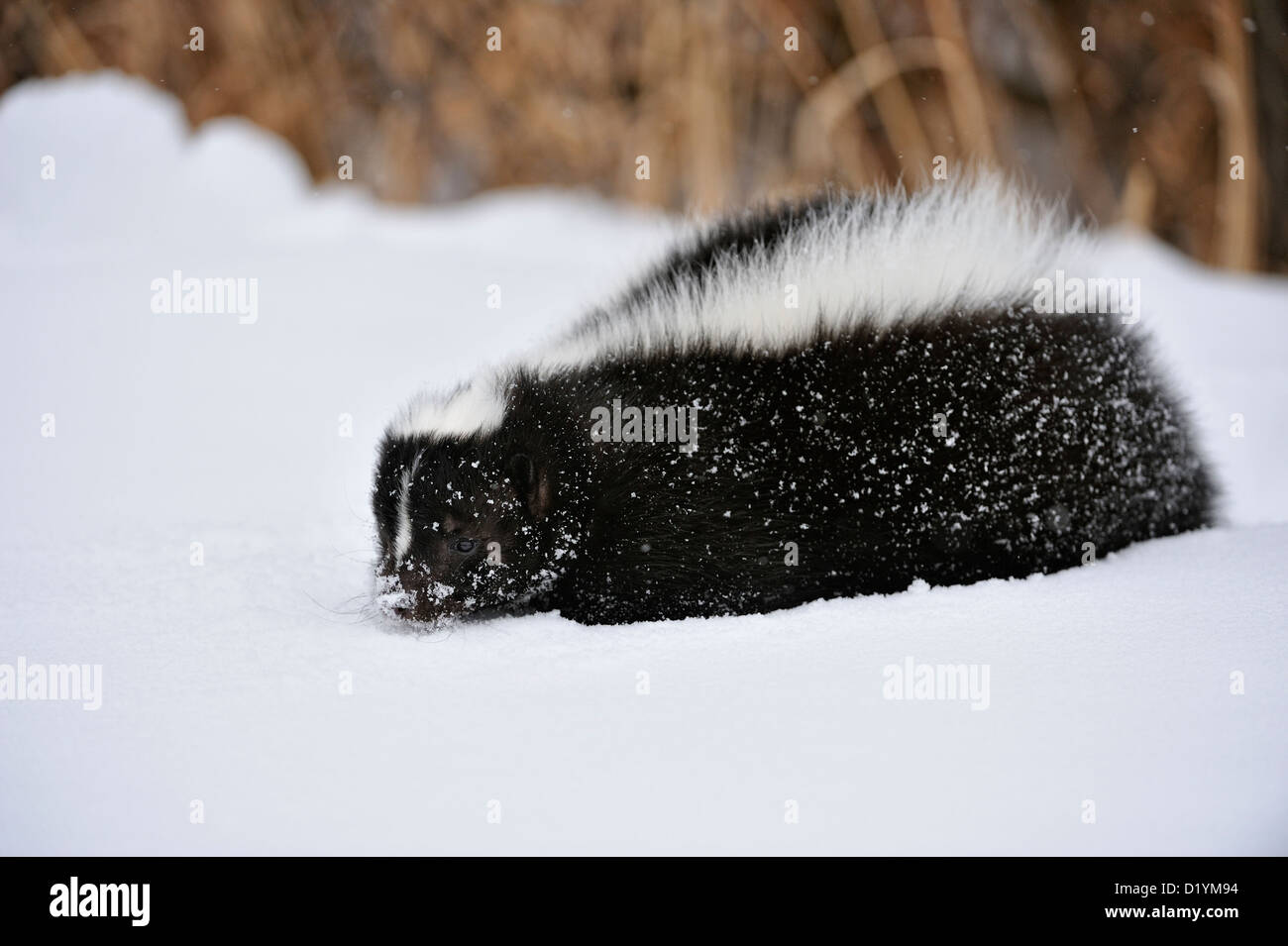 Striped skunk (Mephitis mephitis) Winter habitat, captive raised ...
