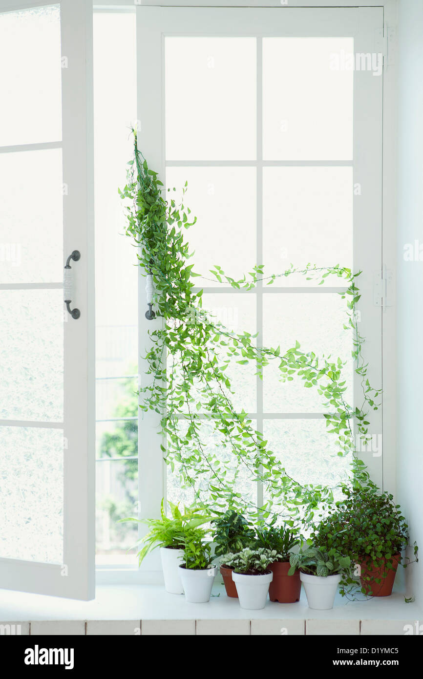 vine coming through a window and plants in vases by window Stock Photo ...