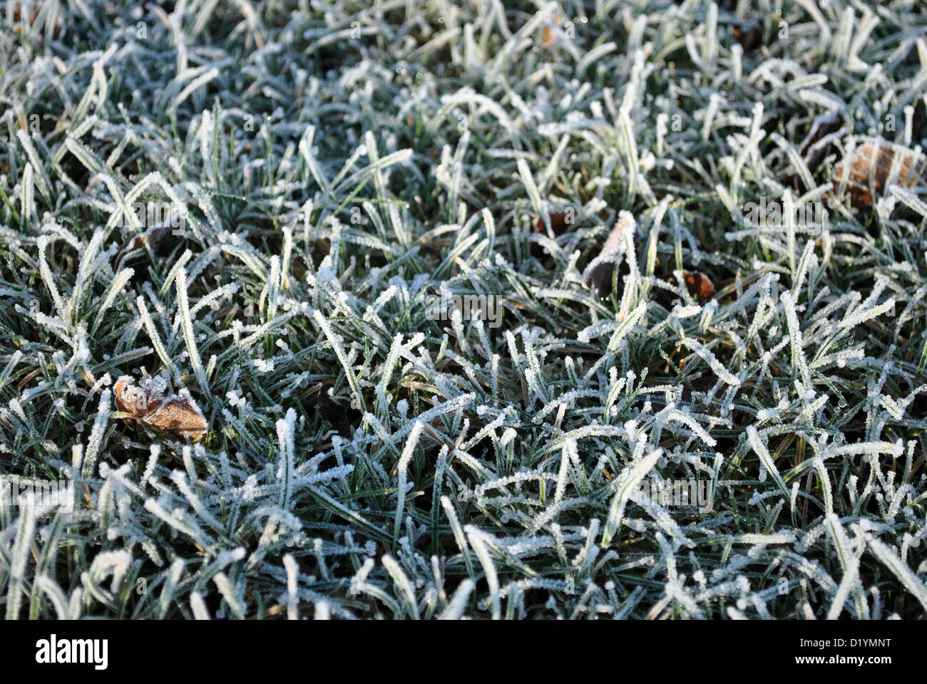natural background frozen grass Stock Photo - Alamy