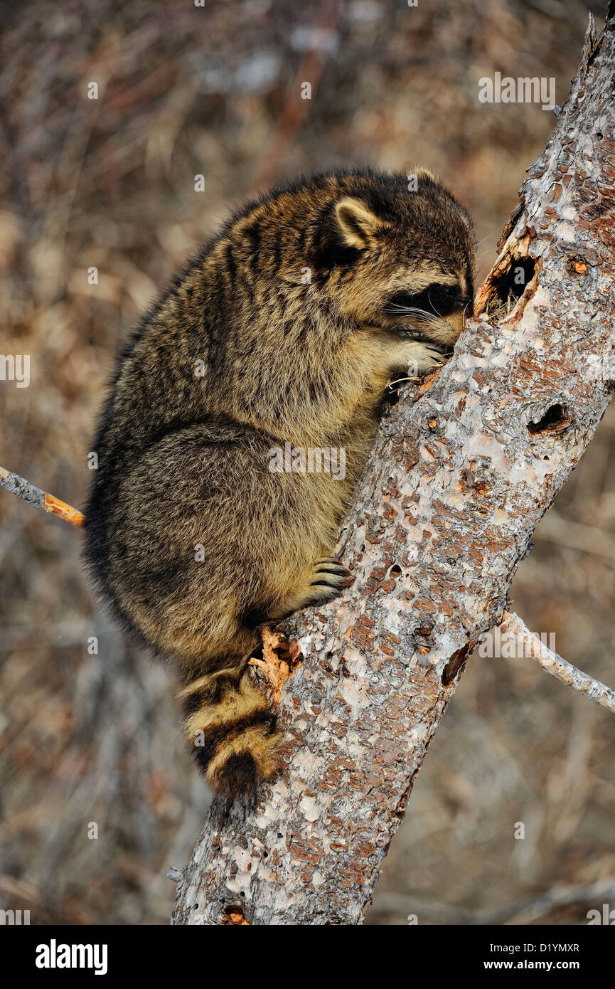 Raccoon (Procyon lotor) Investigating hole in dead tree, captive raised ...
