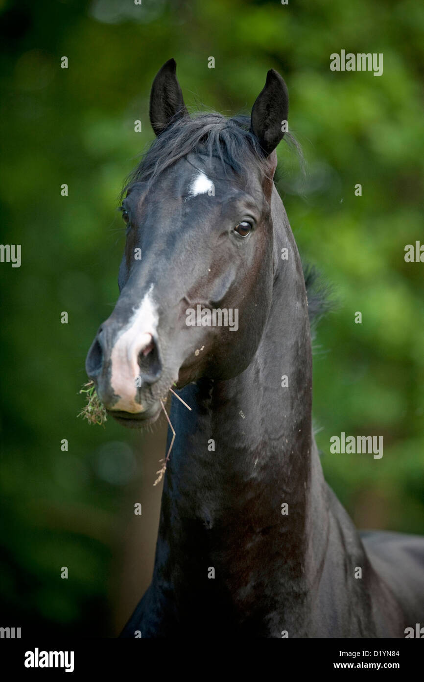 Saxonian Warmblood. Portrait of a black stallion Stock Photo - Alamy