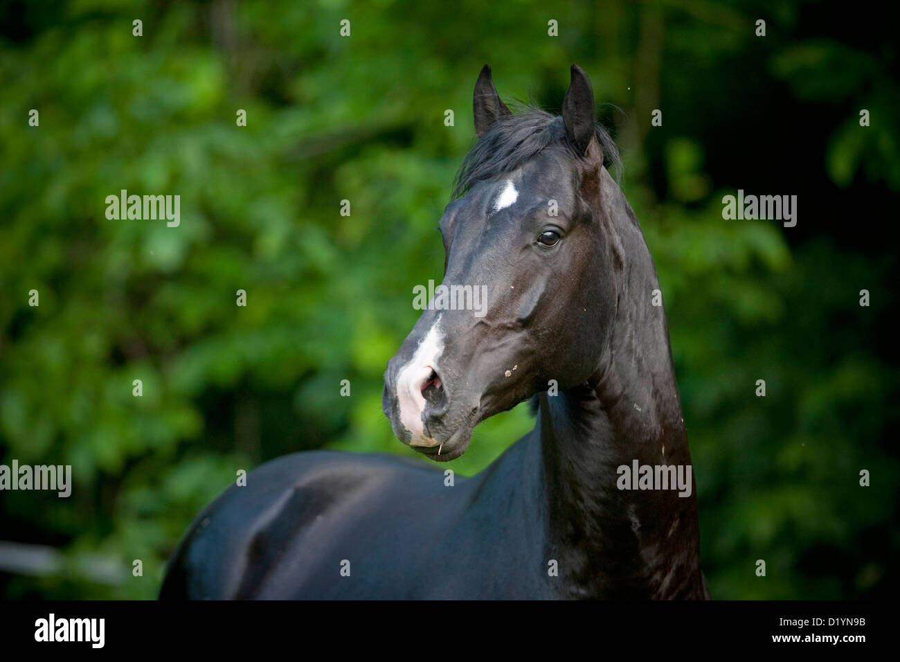 Saxonian Warmblood. Portrait of a black stallion Stock Photo - Alamy