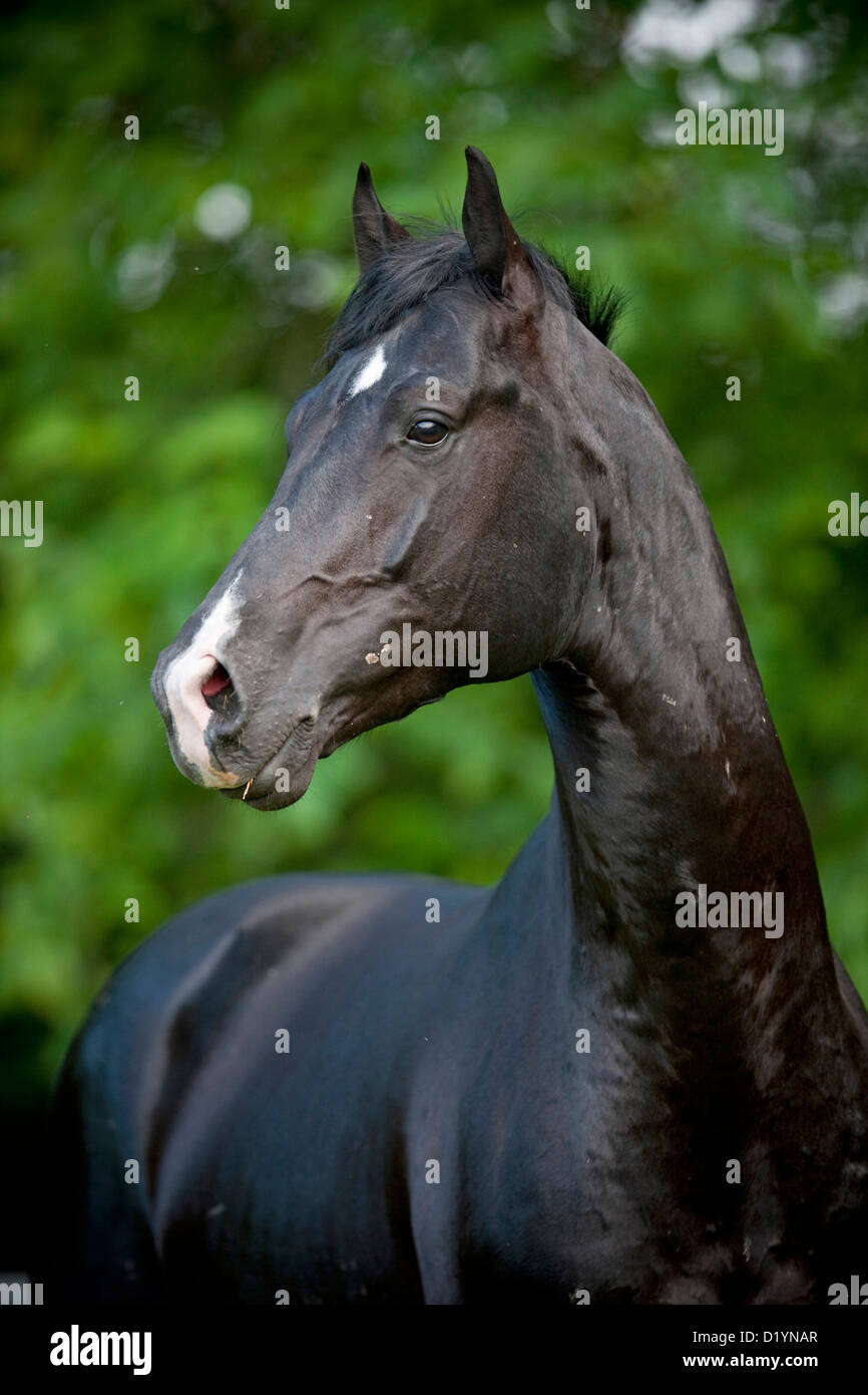 Saxonian hi-res stock photography and images - Alamy