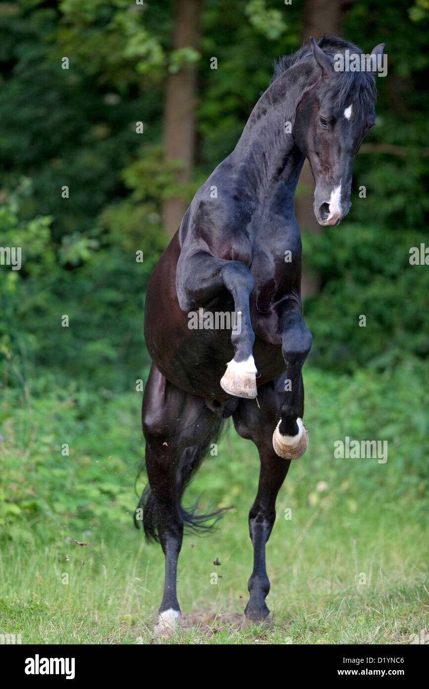 Saxonian Warmblood. Black stallion rearing on a meadow Stock Photo - Alamy