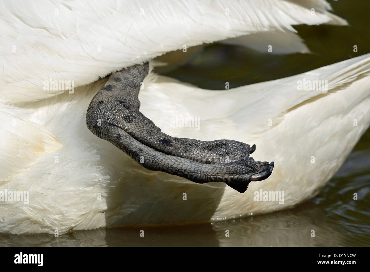 Mute Swan (Cygnus olor), foot withdrawn from the water Stock Photo - Alamy