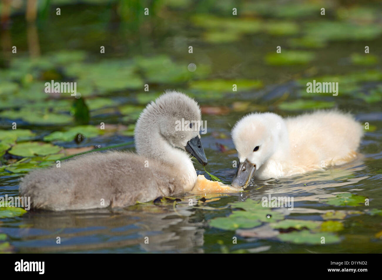 Two cygnets with a piece hi-res stock photography and images - Alamy