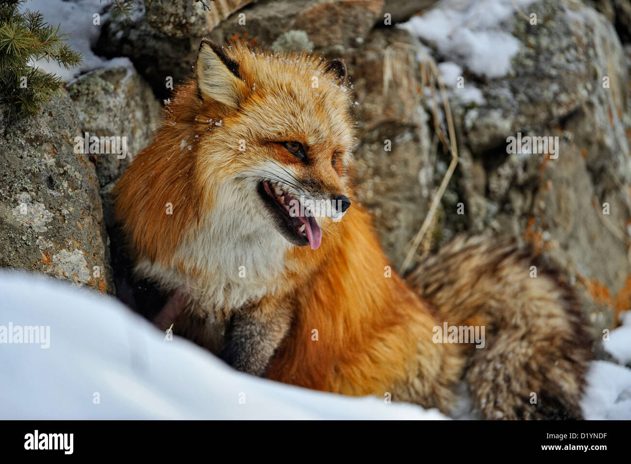Fox specimen hi-res stock photography and images - Alamy