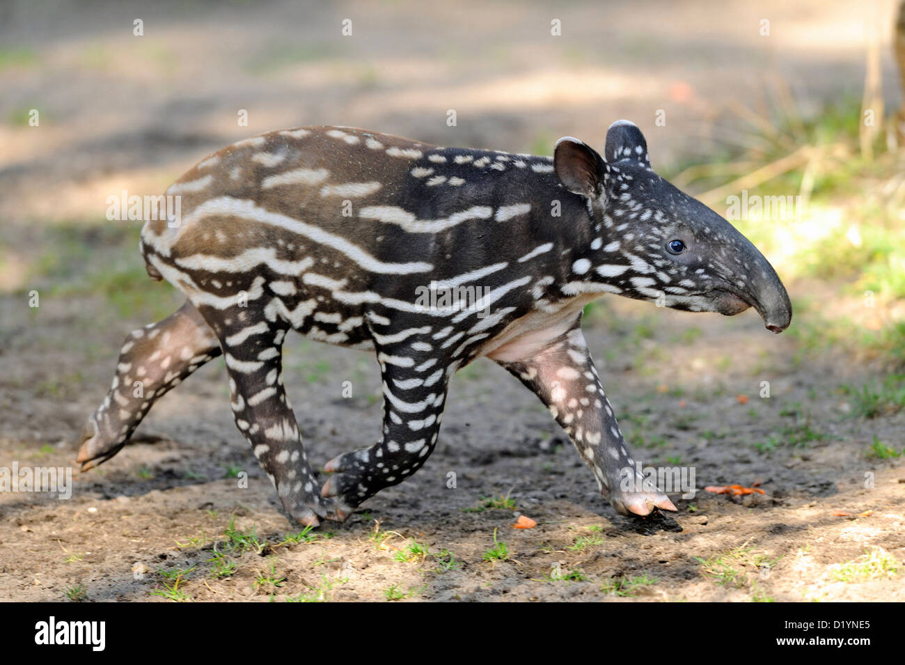 Asiatic Tapir, Malayan Tapir (Tapirus indicus), young walking Stock ...