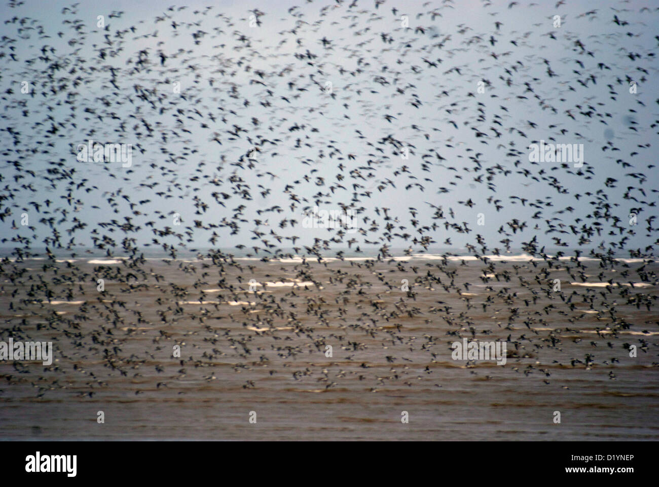 Flock of sea birds flying across the sea against a blue sky Stock Photo ...