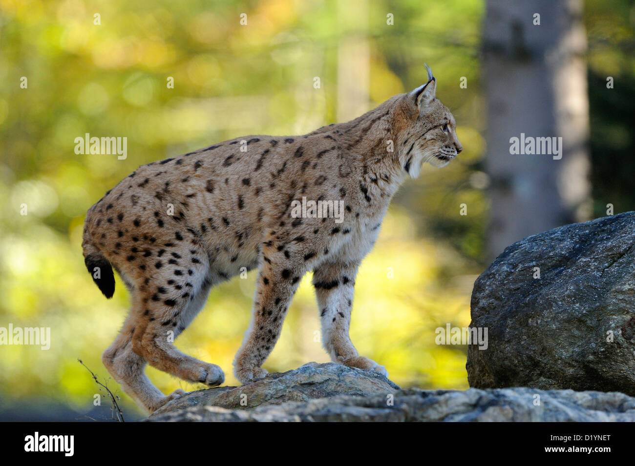 European Lynx, Eurasian Lynx Lynx lynx) standing on a rock in a forest ...