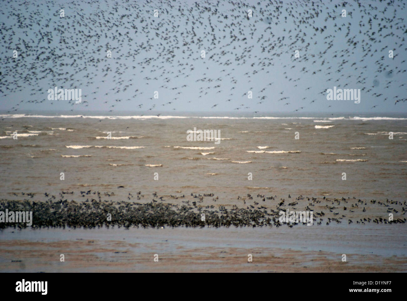 Seaside flock birds hi-res stock photography and images - Alamy