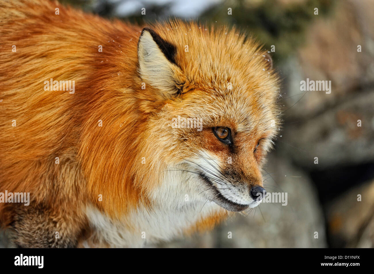 Red fox (Vulpes vulpes), captive raised specimen, Bozeman Montana, USA ...