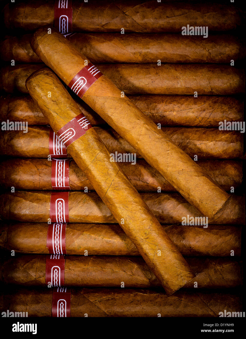 Close up of cigars in open humidor box Stock Photo - Alamy