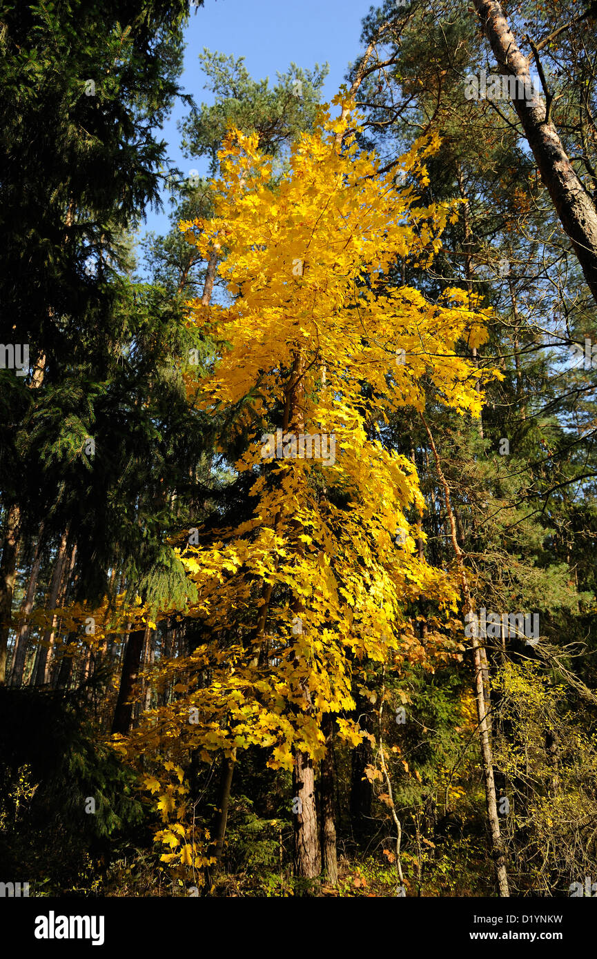 Field Maple, Hedge Maple (Acer campestre) in autumn colours Stock Photo ...