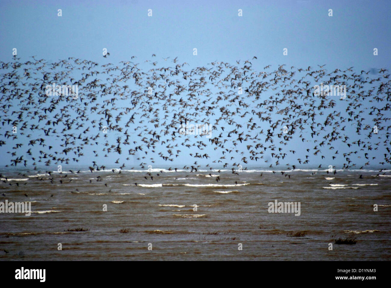 Flock of sea birds flying across the sea against a blue sky Stock Photo ...