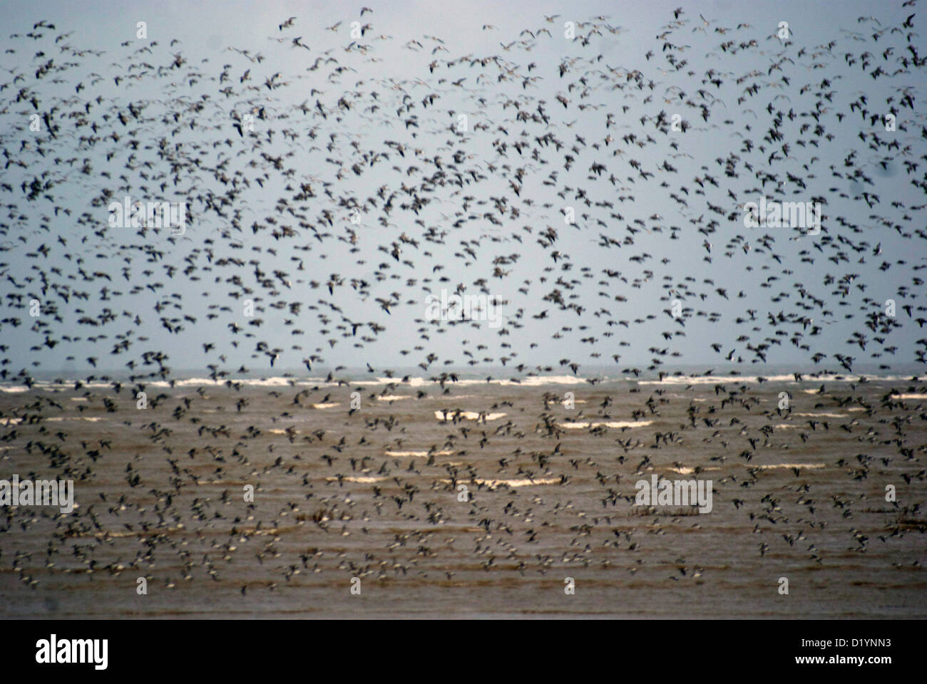 Flock of sea birds flying across the sea against a blue sky Stock Photo ...