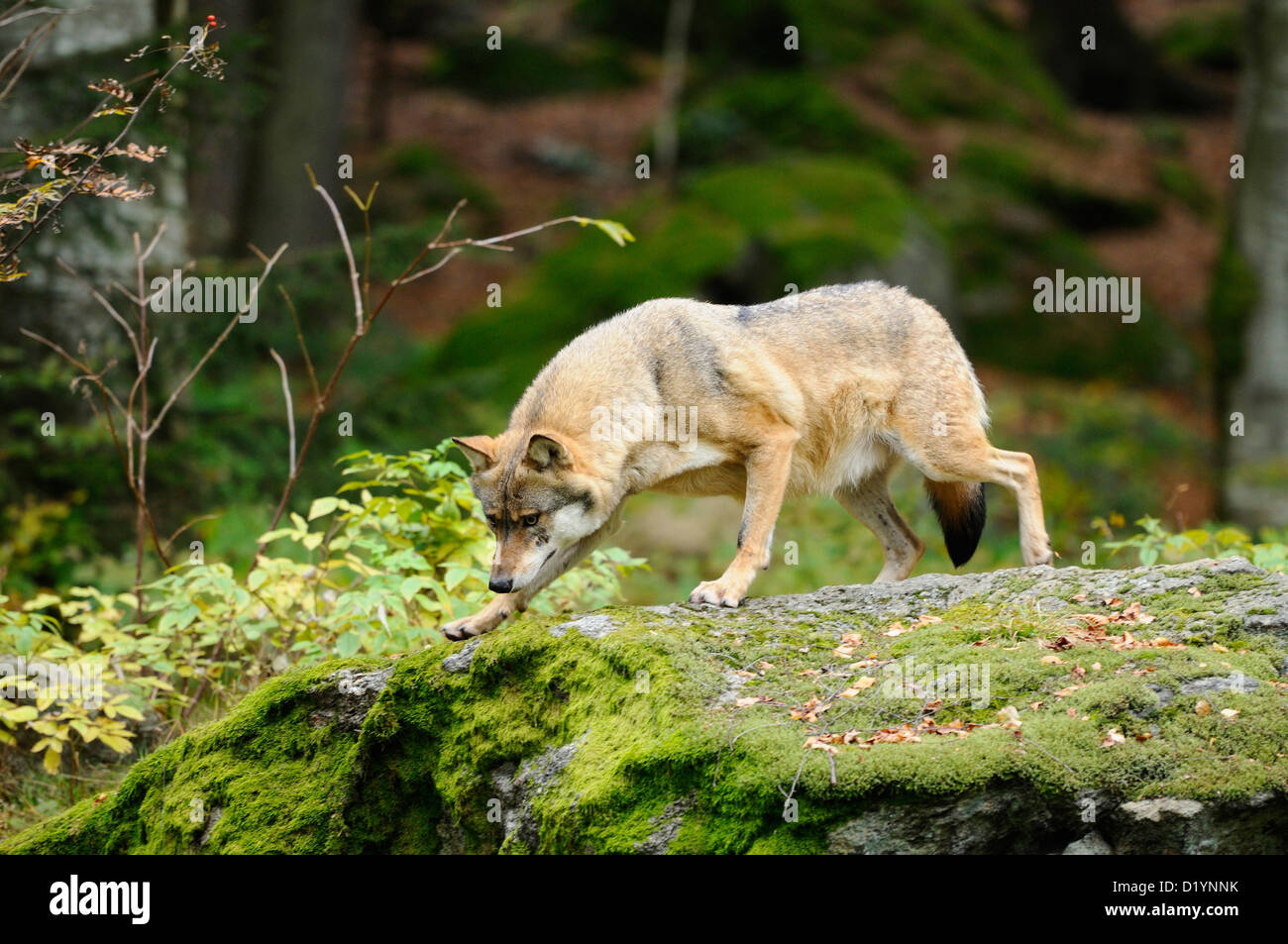 Single grey wolf looking down hi-res stock photography and images - Alamy