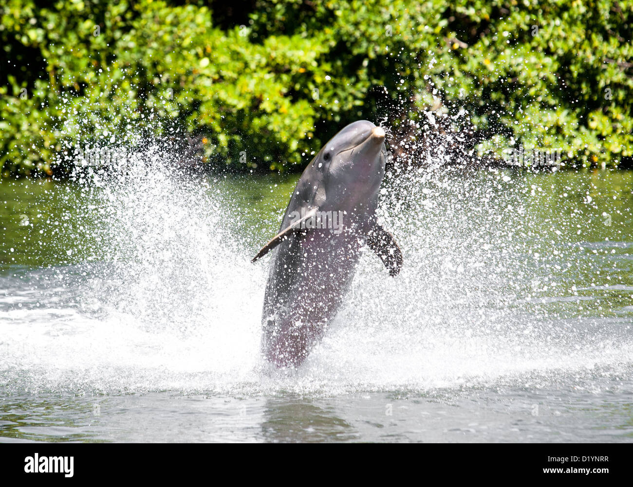 Three dolphins float in sea water Stock Photo - Alamy