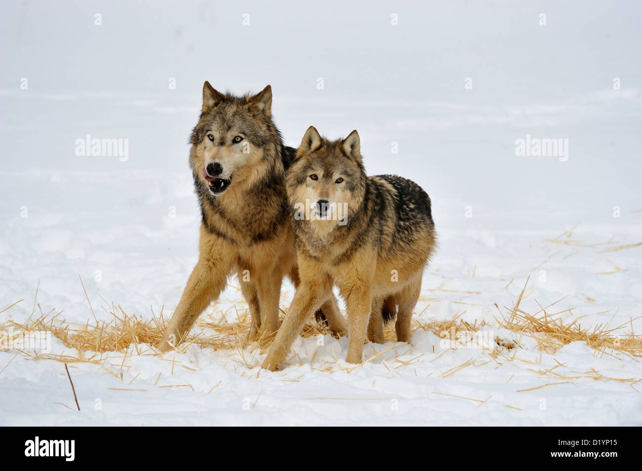 Grey Wolf Timber Wolf (Canis lupus), captive raised specimen, Bozeman ...