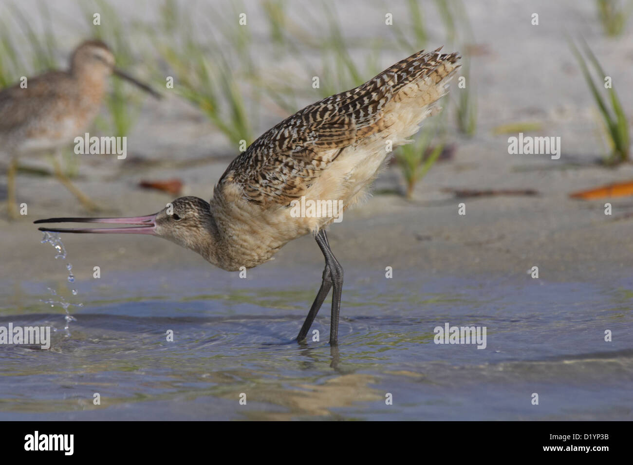 Limosa Fedoa High Resolution Stock Photography and Images - Alamy