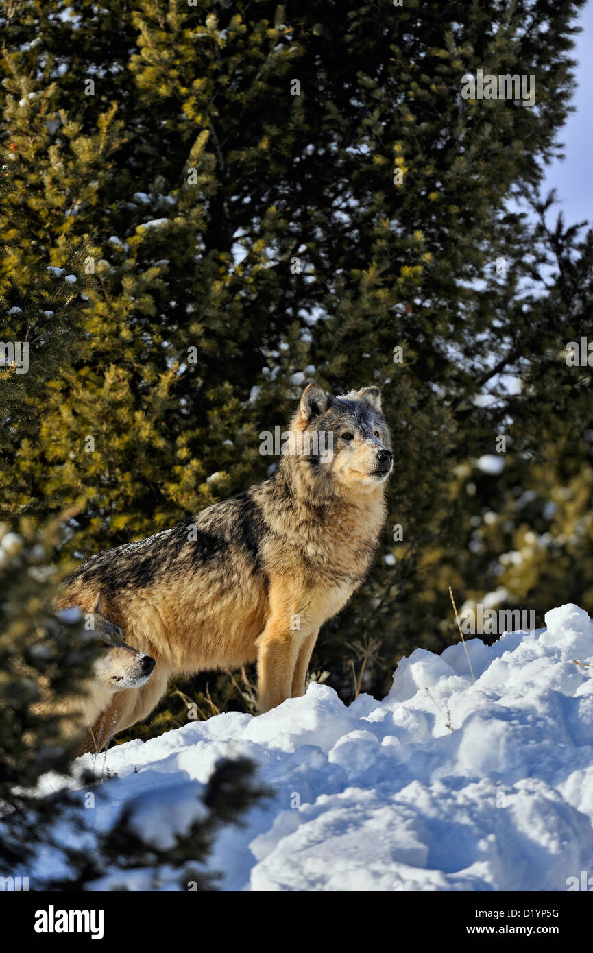 Grey Wolf Timber Wolf (Canis lupus) Winter habitat, captive raised ...