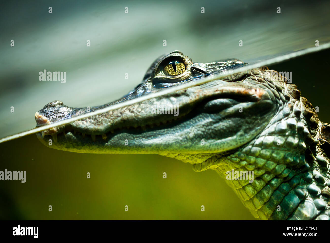 Caiman crocodilus in water Stock Photo - Alamy