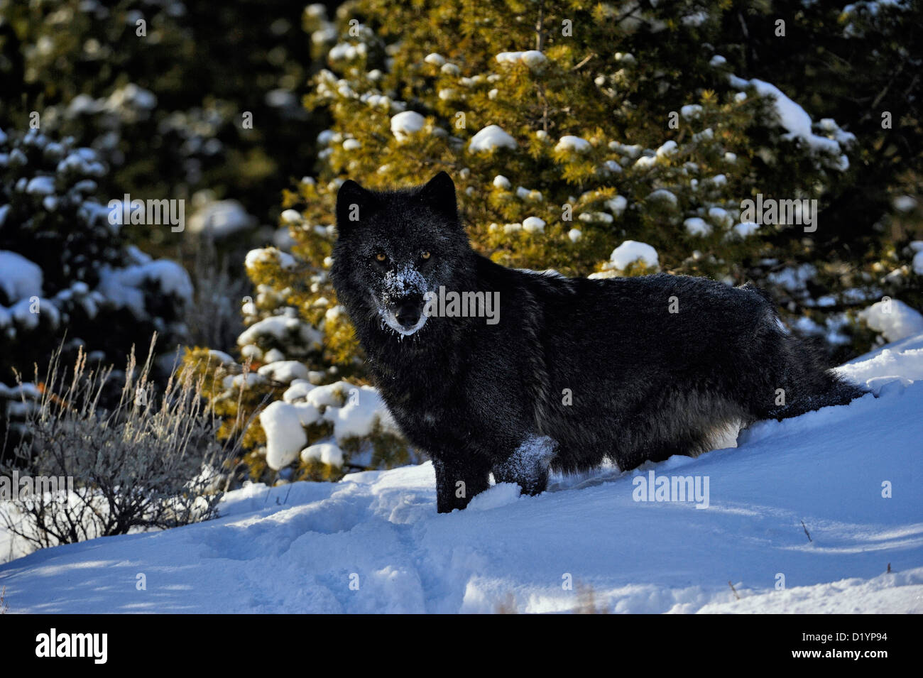 Grey Wolf Timber Wolf (Canis lupus) Winter habitat, captive raised ...