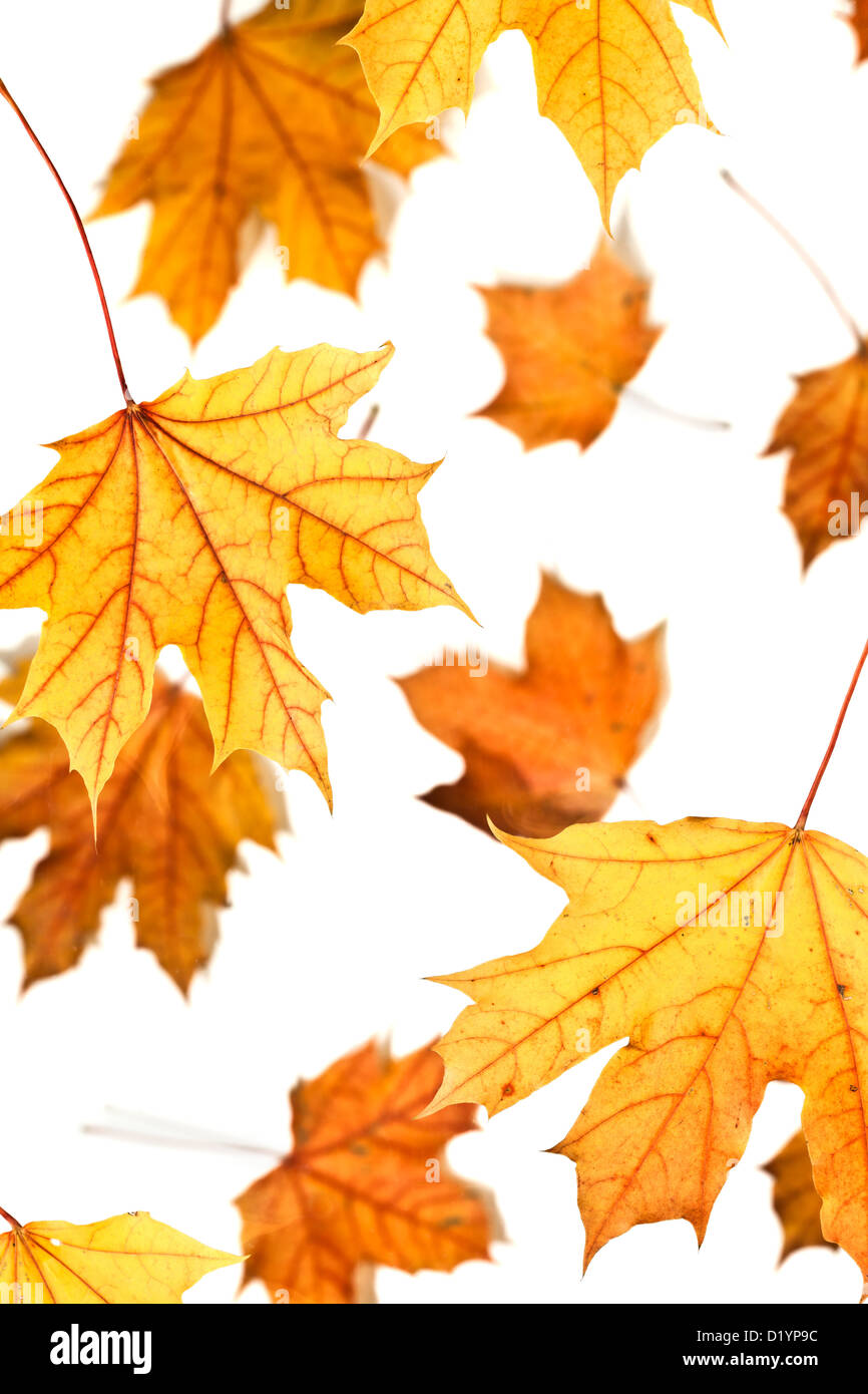 Maple leaves fall on a white background Stock Photo - Alamy