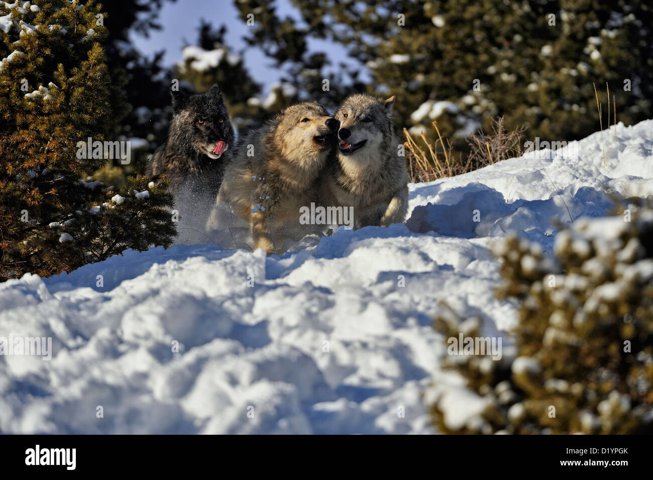 Grey Wolf Timber Wolf (Canis lupus) Pack interaction behaviour, captive ...