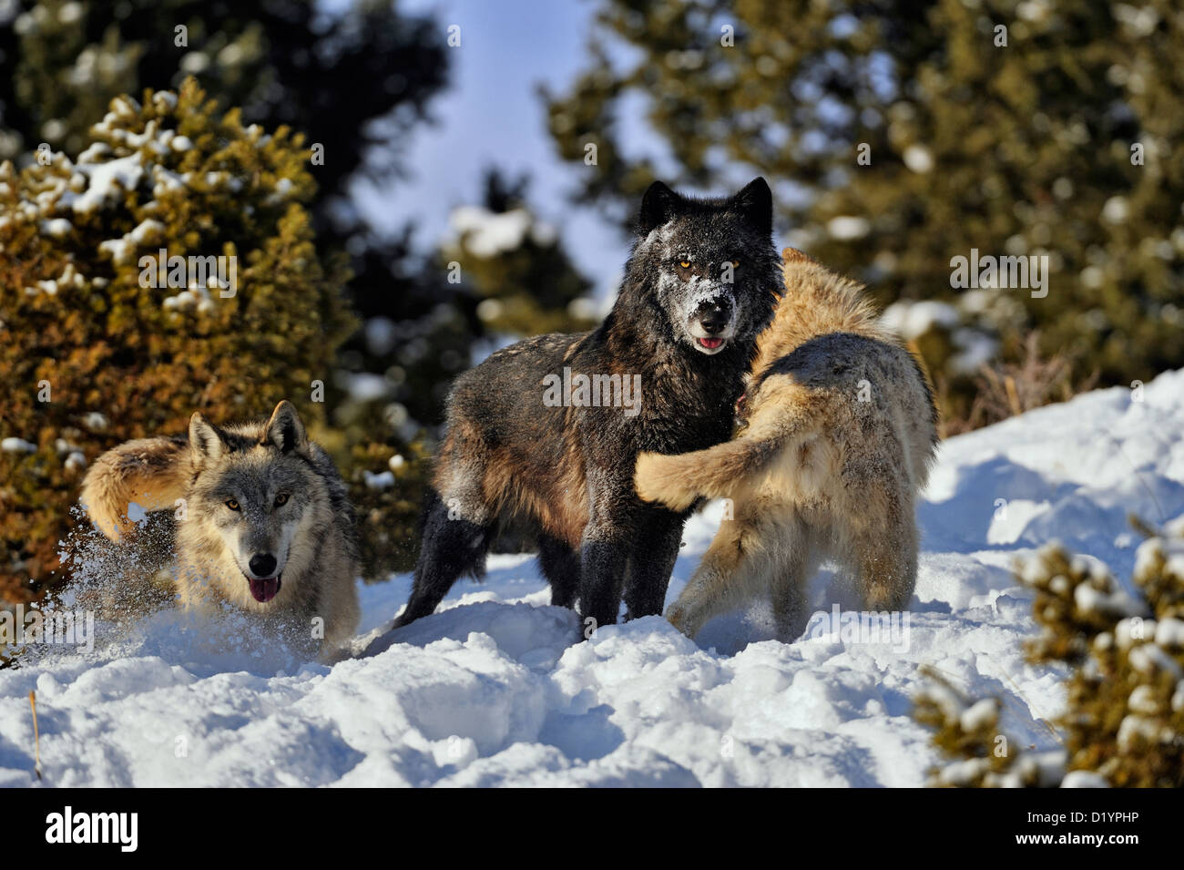 Wolf pack running hi-res stock photography and images - Alamy