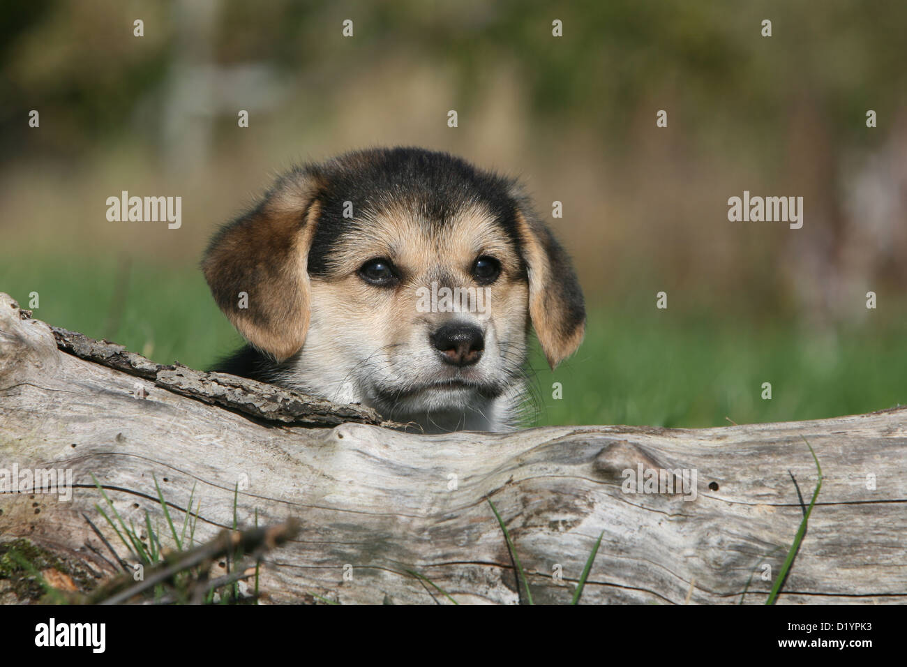 Dog Pembroke Welsh corgi puppy tricolor behind a tree Stock Photo - Alamy