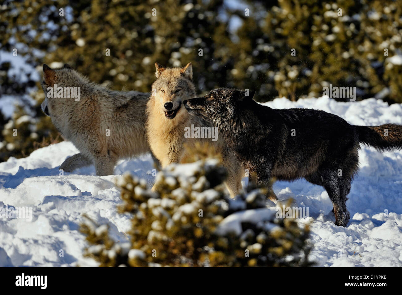 Grey Wolf Timber Wolf (Canis lupus) Pack interaction behaviour, captive ...
