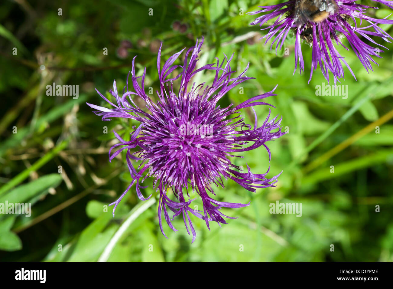 Knapweed illustration hi-res stock photography and images - Alamy