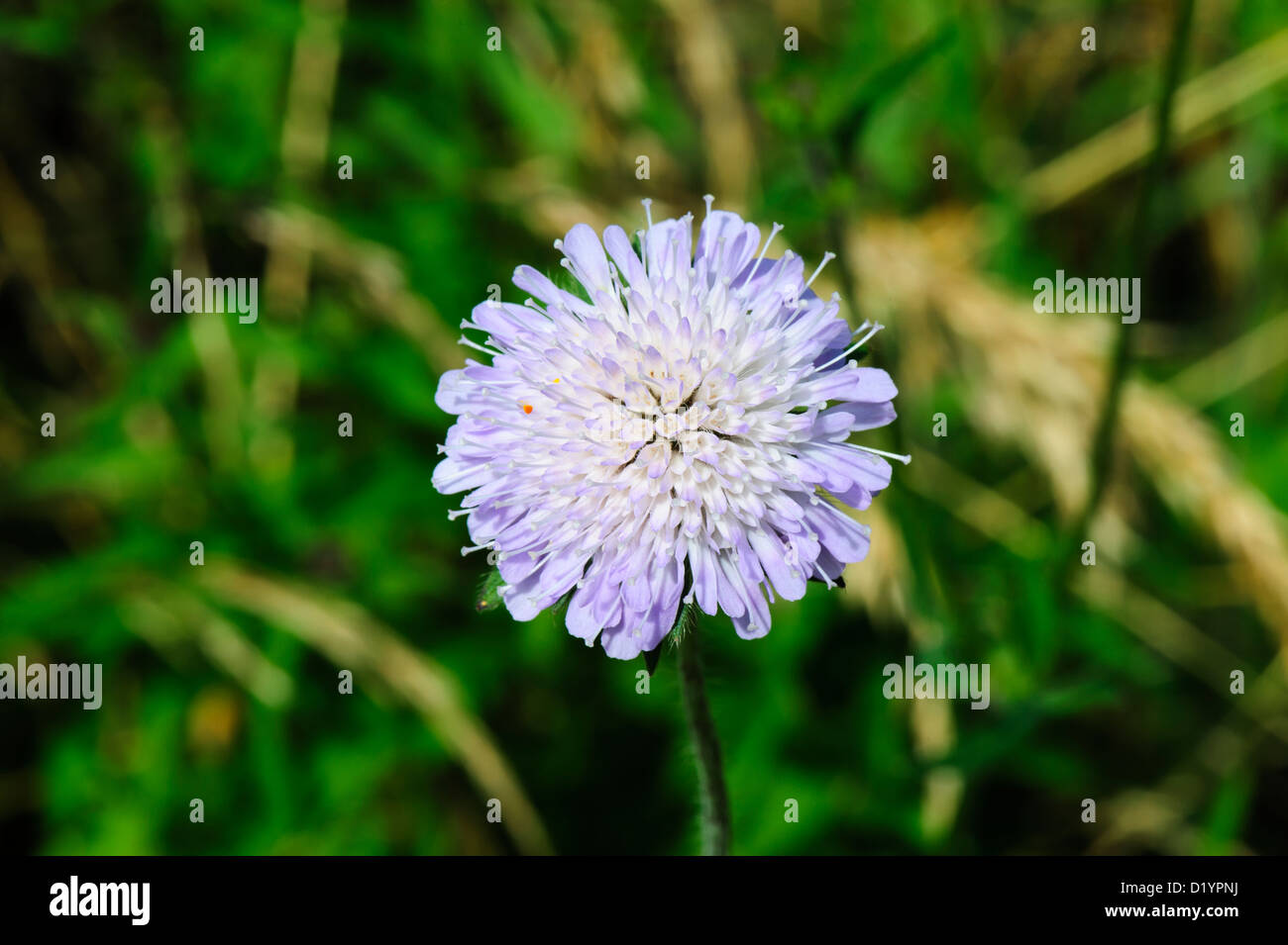 Plant field scabious hi-res stock photography and images - Alamy