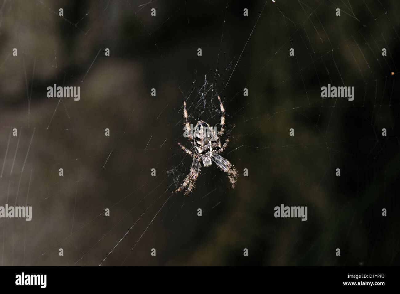 Orb Weaver Spider Stock Photo - Alamy
