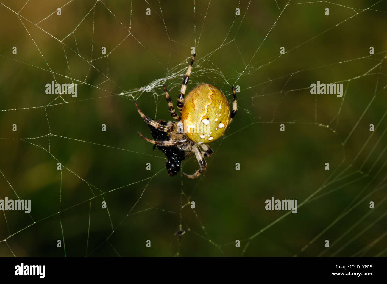 4 Spot Orb Weaver Spider Stock Photo - Alamy