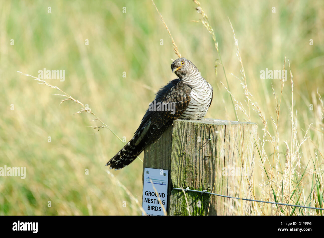 Cuckoo bird england hi-res stock photography and images - Alamy