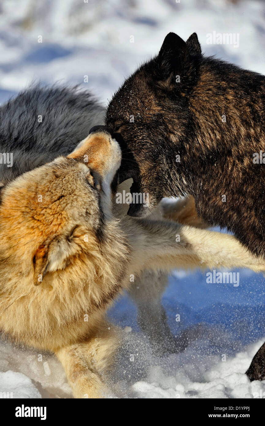 Grey Wolf Timber Wolf (Canis lupus) Pack interaction behaviour, captive ...