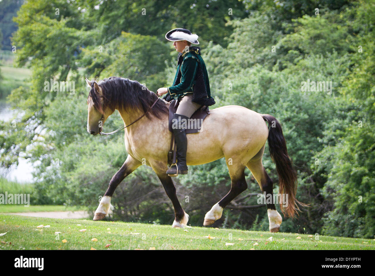 Frederiksborger. Dun stallion with rider in historic costume trotting ...