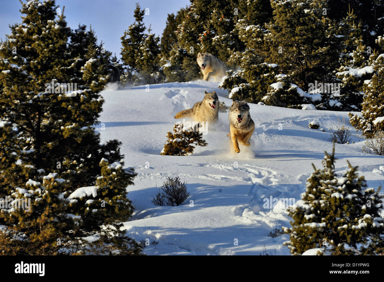 Grey Wolf Timber Wolf (Canis lupus) Running down snowy hillside ...