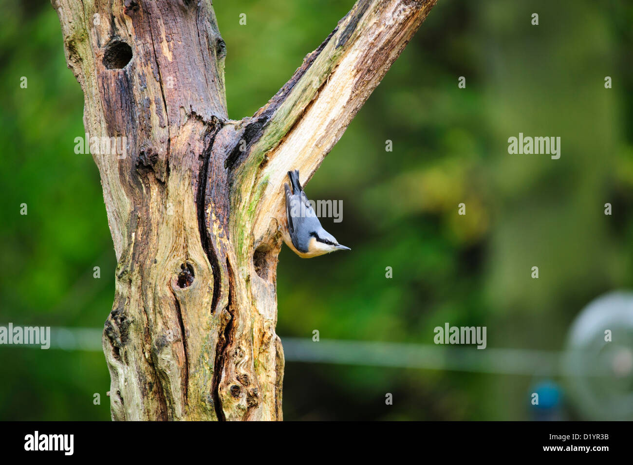 Nuthatch images hi-res stock photography and images - Alamy