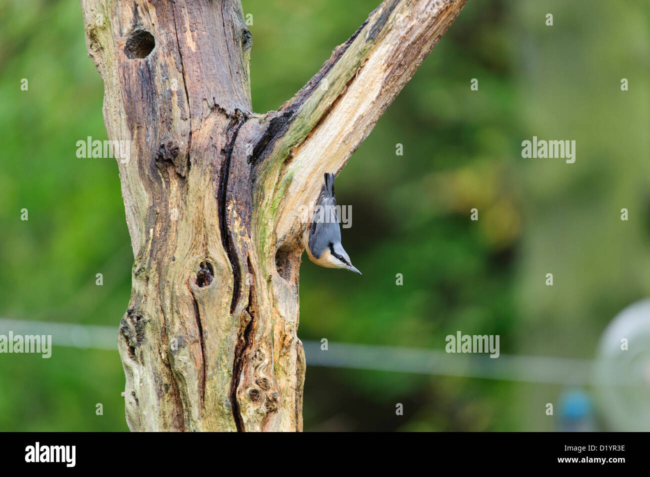 Nuthatch images hi-res stock photography and images - Alamy