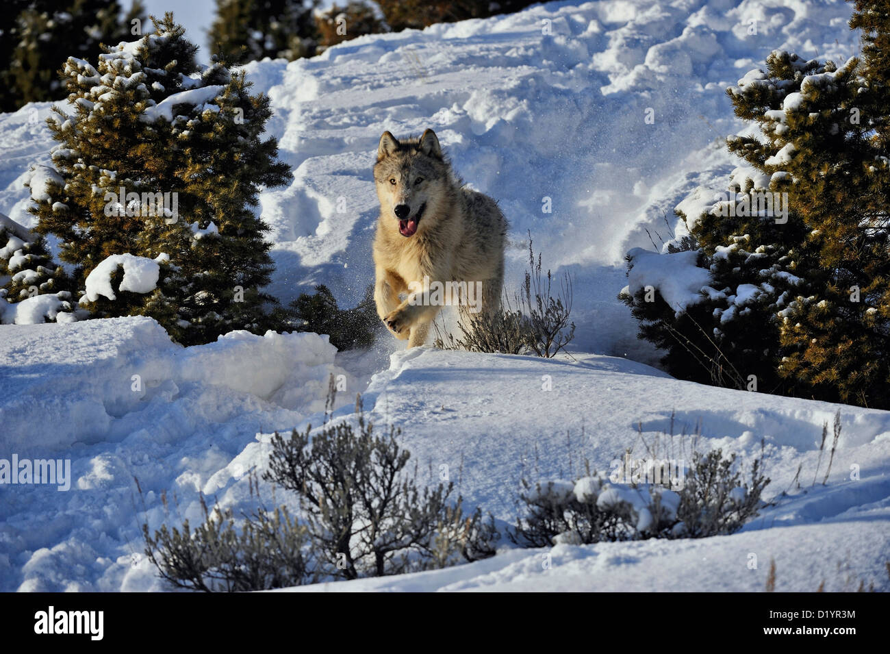 Grey Wolf Timber Wolf (Canis lupus) Running down snowy hillside ...