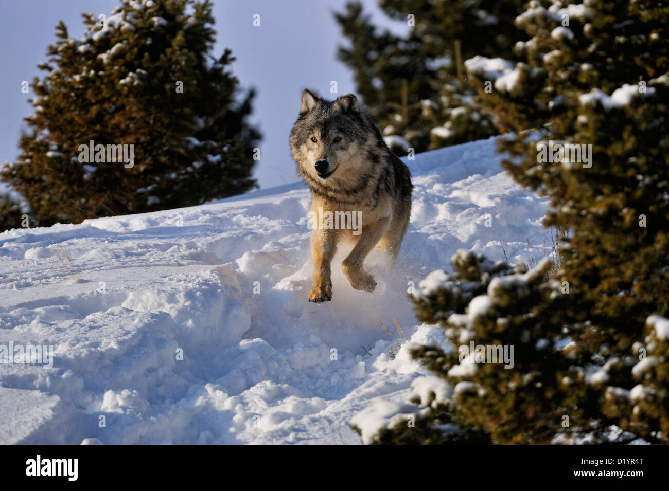 Wolf Pack Running High Resolution Stock Photography and Images - Alamy