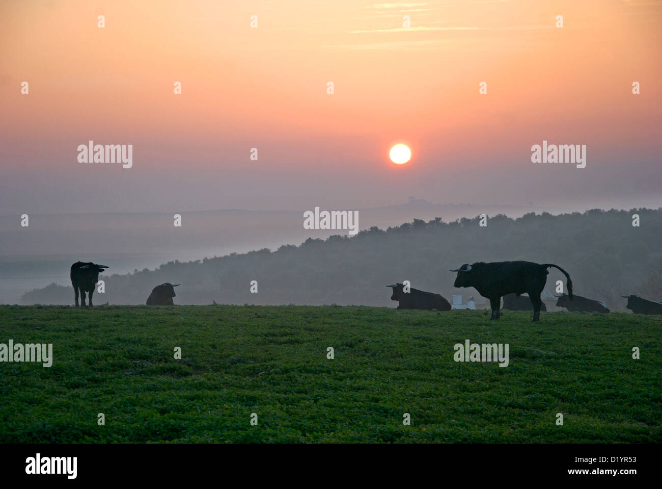 Fighting bulls hi-res stock photography and images - Alamy