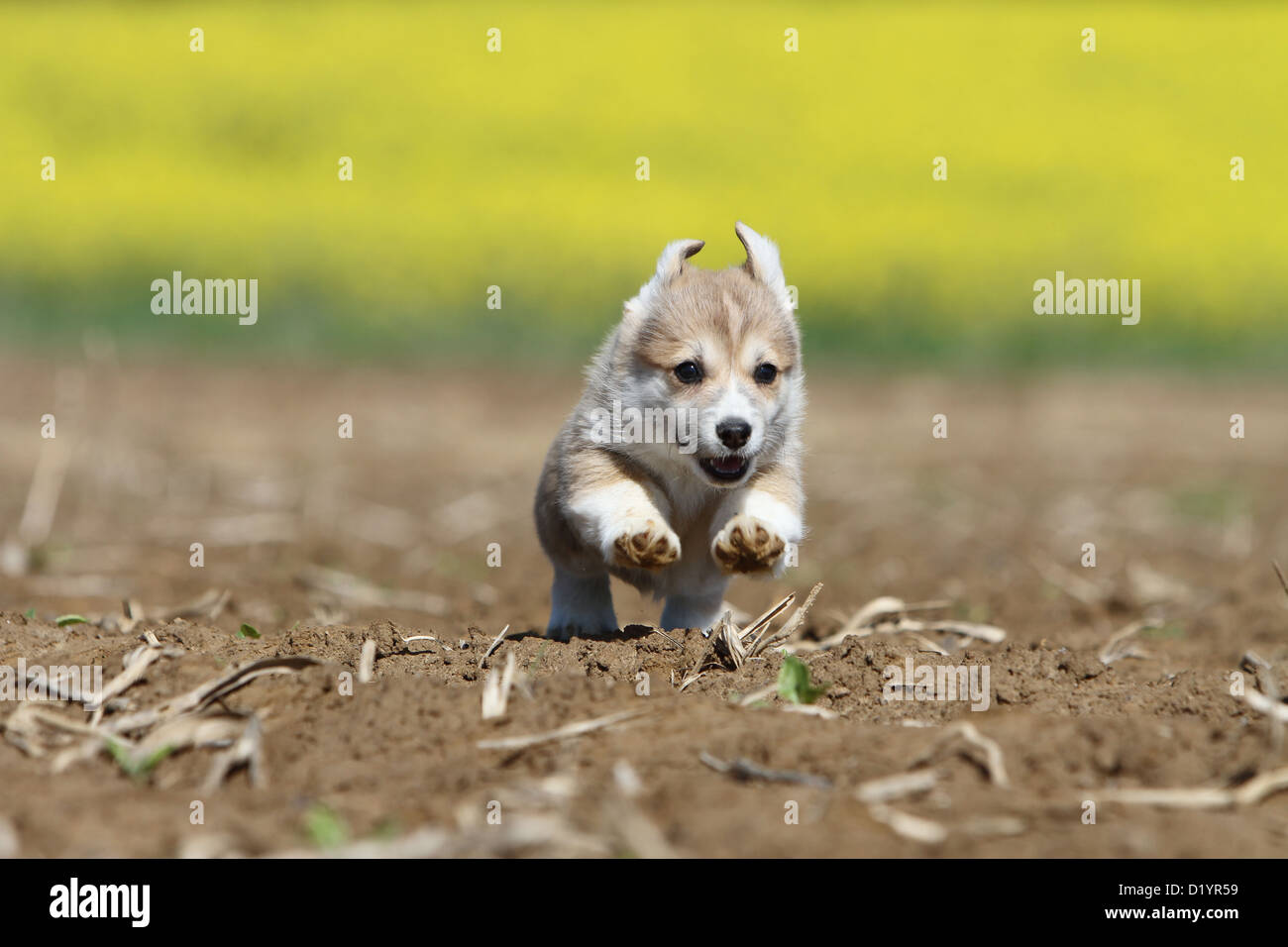 Dog Pembroke Welsh corgi puppy running in a field Stock Photo - Alamy