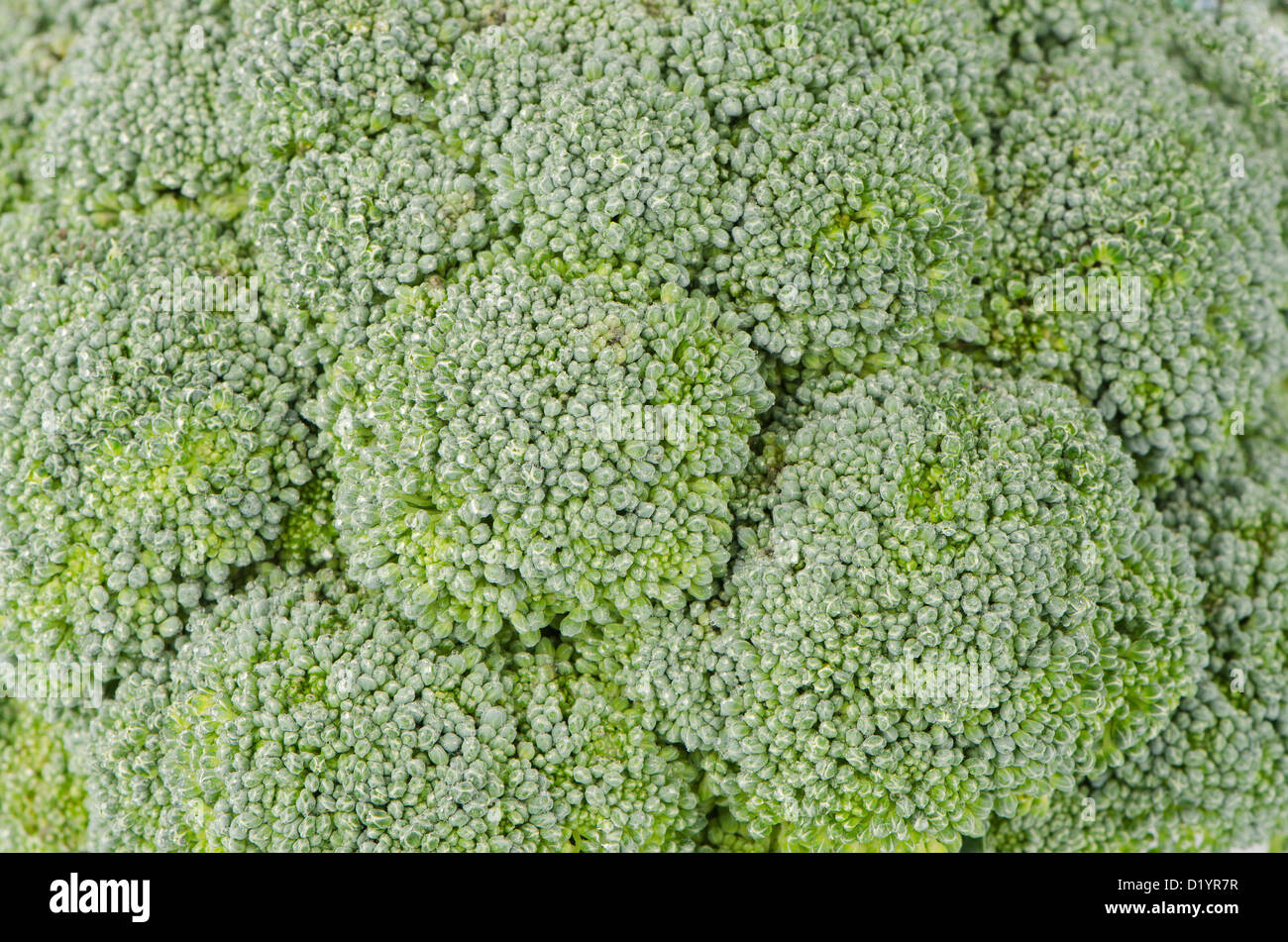 Closeup detail of green brocolli background Stock Photo - Alamy